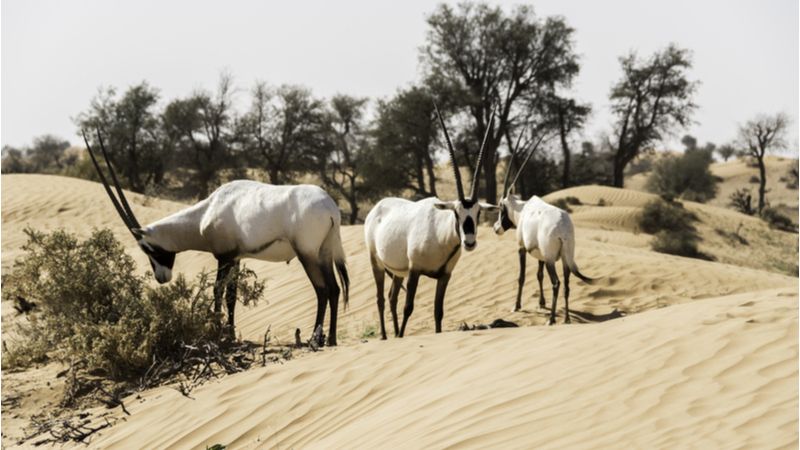 Qatar wildlife- Best zoos to visit for wildlife excursion in Qatar
