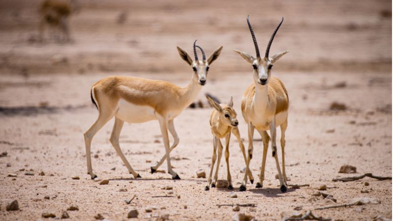 Qatar wildlife- Best zoos to visit for wildlife excursion in Qatar