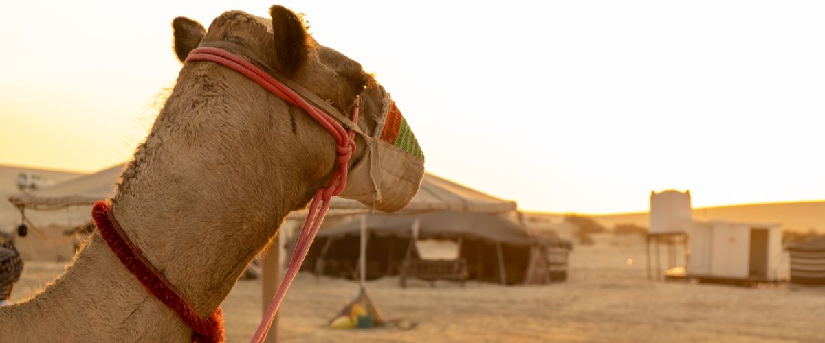 Things To Do In Wakra: Top Things To Try In The City