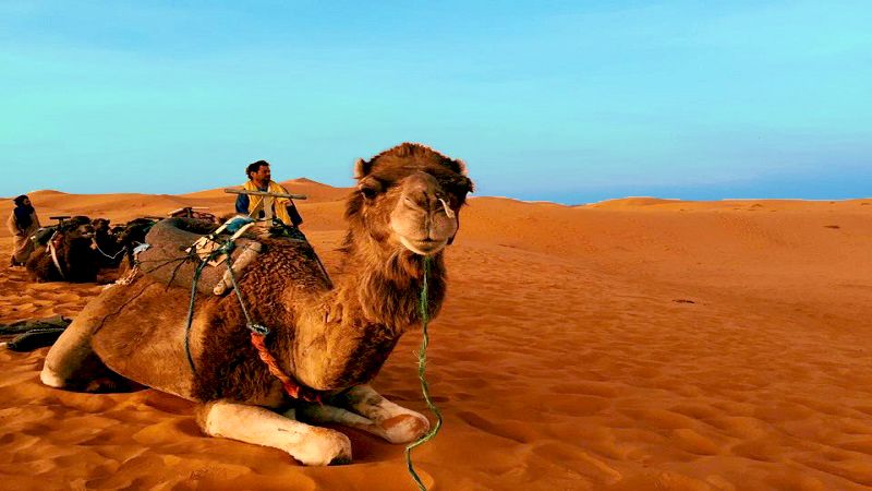 Camel Riding Qatar: Stroll Through The Arabian Deserts In A Fun Way