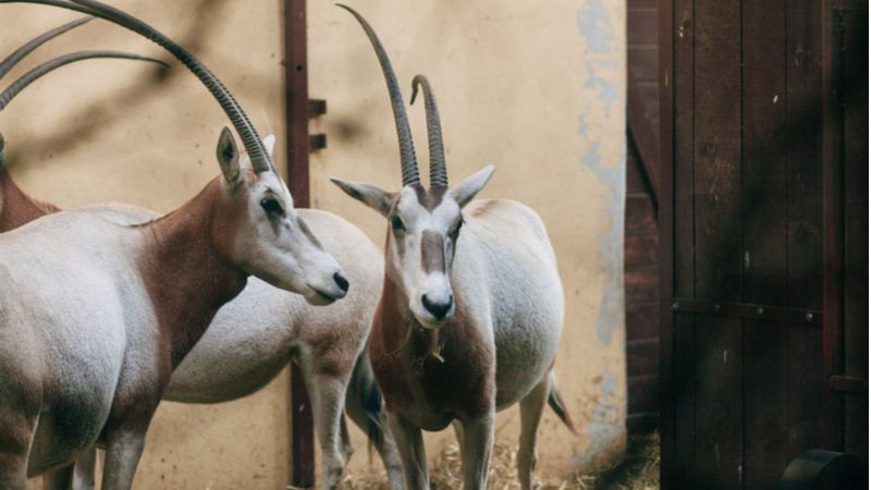 Oryx Farm Shahaniya, Qatar: Discover The Habitat Of Arabian Oryx