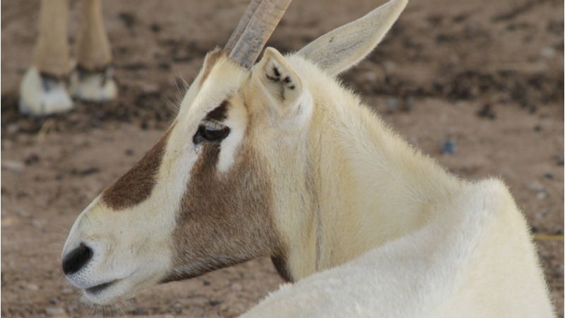 Oryx Farm Shahaniya, Qatar: Discover The Habitat Of Arabian Oryx