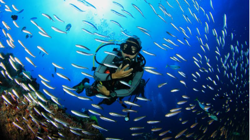 Scuba Diving In Qatar: Experience Qatar’s Unique Marine Life