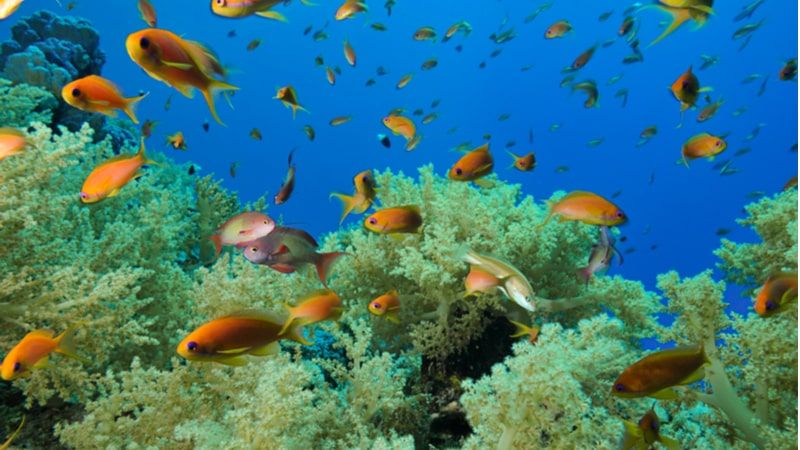 Islands in Egypt: Stunning Beauty Of The Land