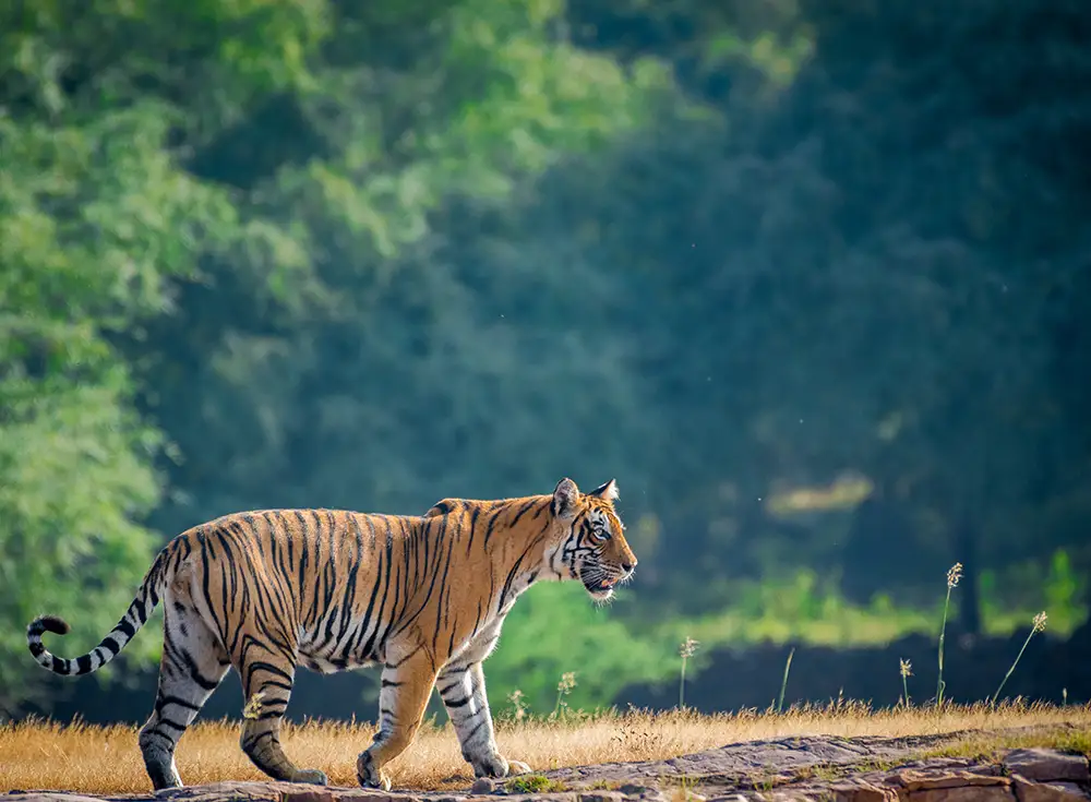 Ranthambore and Pushkar 3 Nights 4 Days Tour Package - Myholidays.com