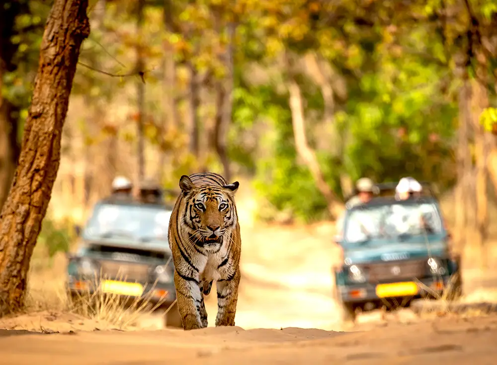 Jim Corbett 2 Nights 3 Days Weekend Tour Package - Myholidays.com